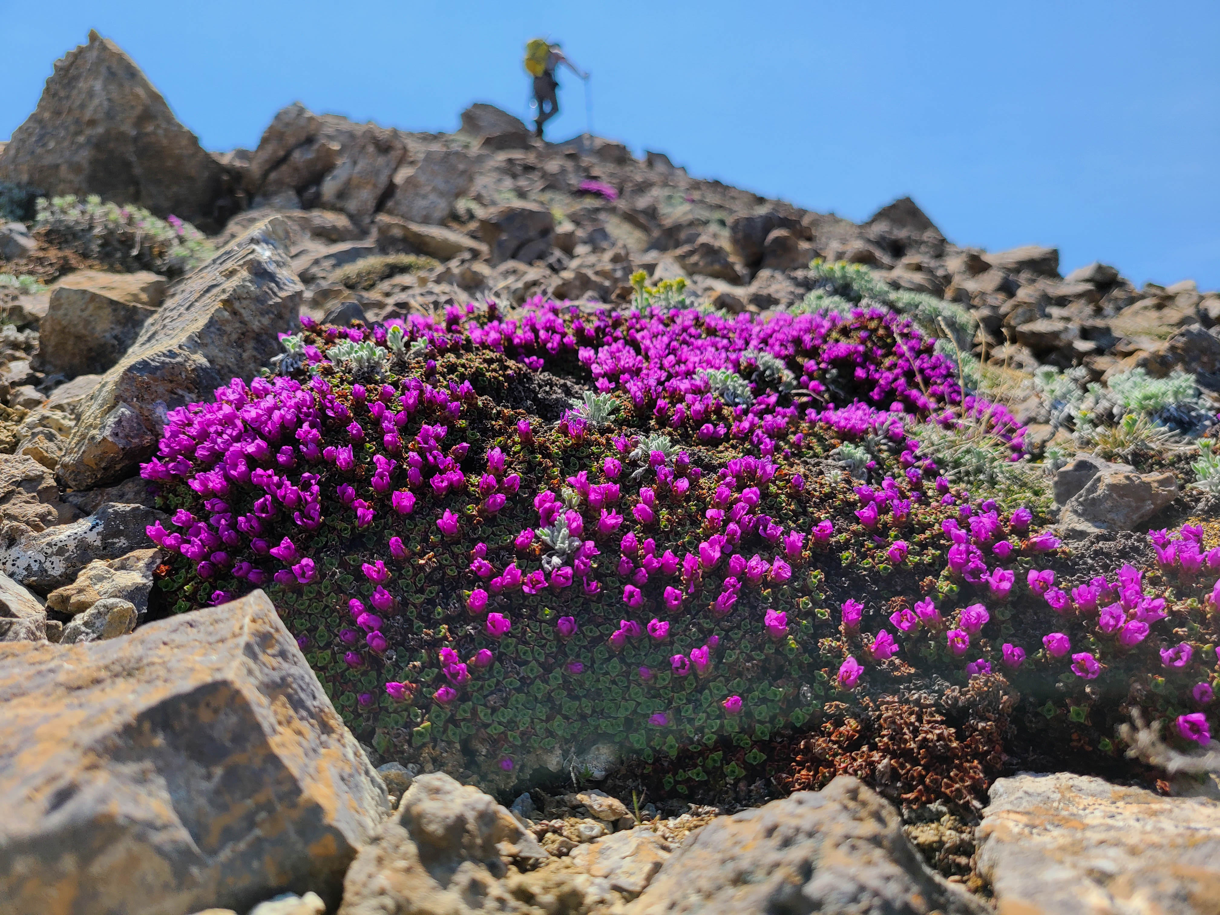 Pincher Ridge to Victoria Ridge Traverse (Victoria Ridge), 13 June 2020 ...